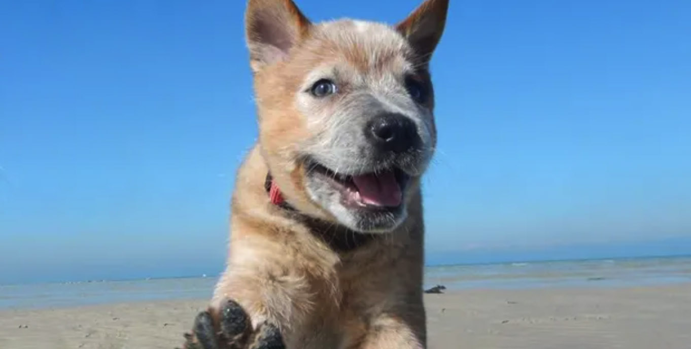 Dog Photos for Anthony