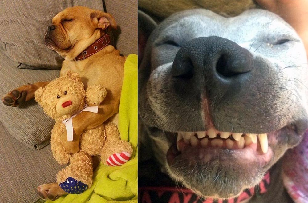 Dog Pics Guaranteed to Cheer You Up - Award-Winning Writer and Graphic ...